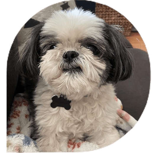 Prolux CTX PRO Water Filtration Bagless Canister Vacuum Cleaner ...